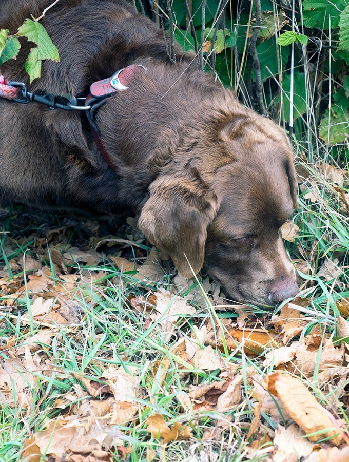 Nose down bum up at the Blessing of the Truffle Dogs | Belly Rumbles